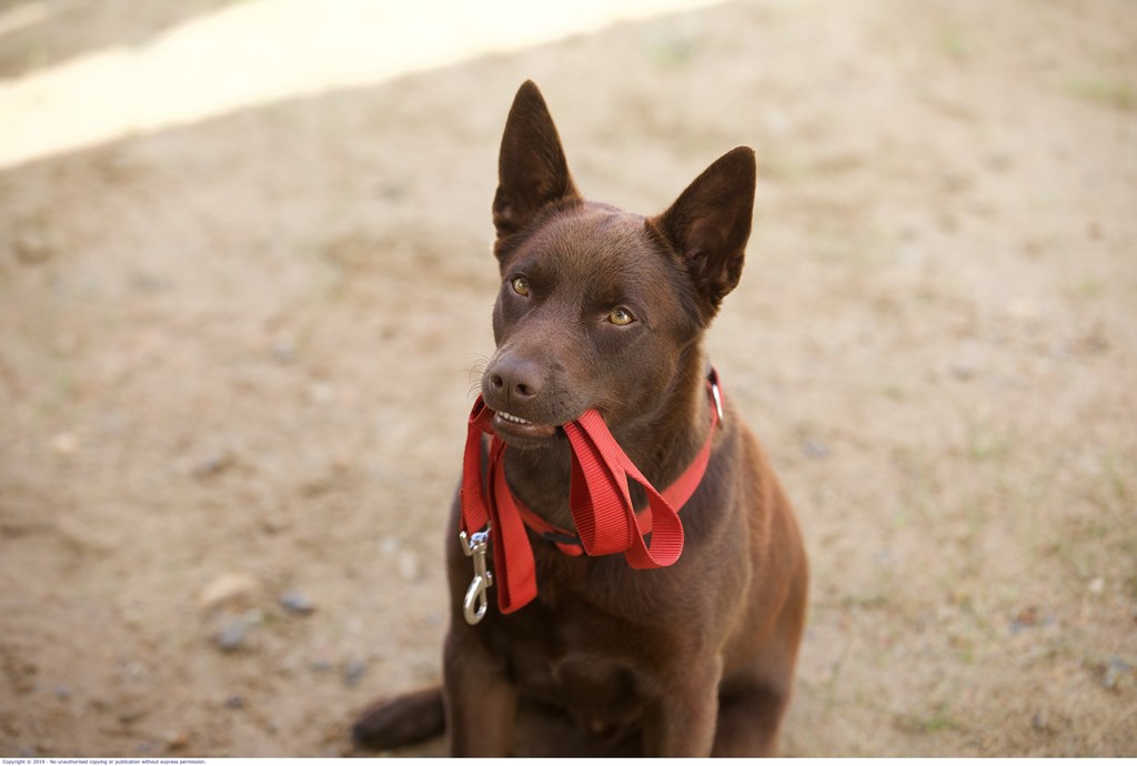 'Koko: A Red Dog Story' (Trailer) - IF Magazine